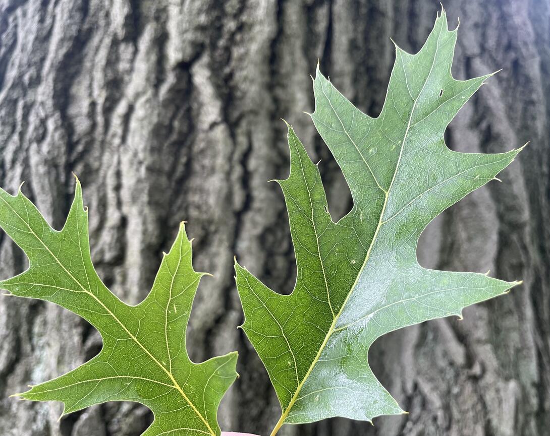 Black Oak | CMP Tree Selection Tool